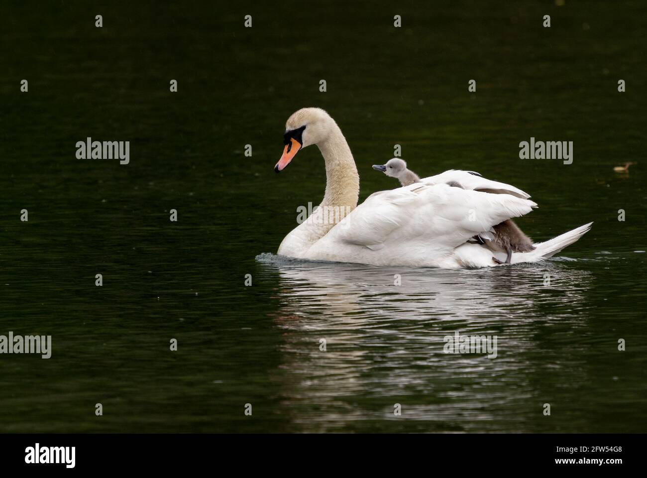 Riding Cygnets High Resolution Stock Photography and Images - Alamy