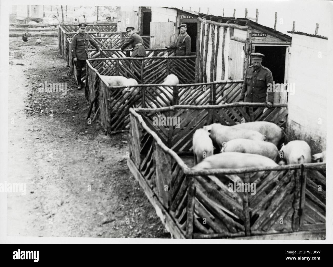 World War One, WWI, Western Front - A British Army Piggery, camp waste ...