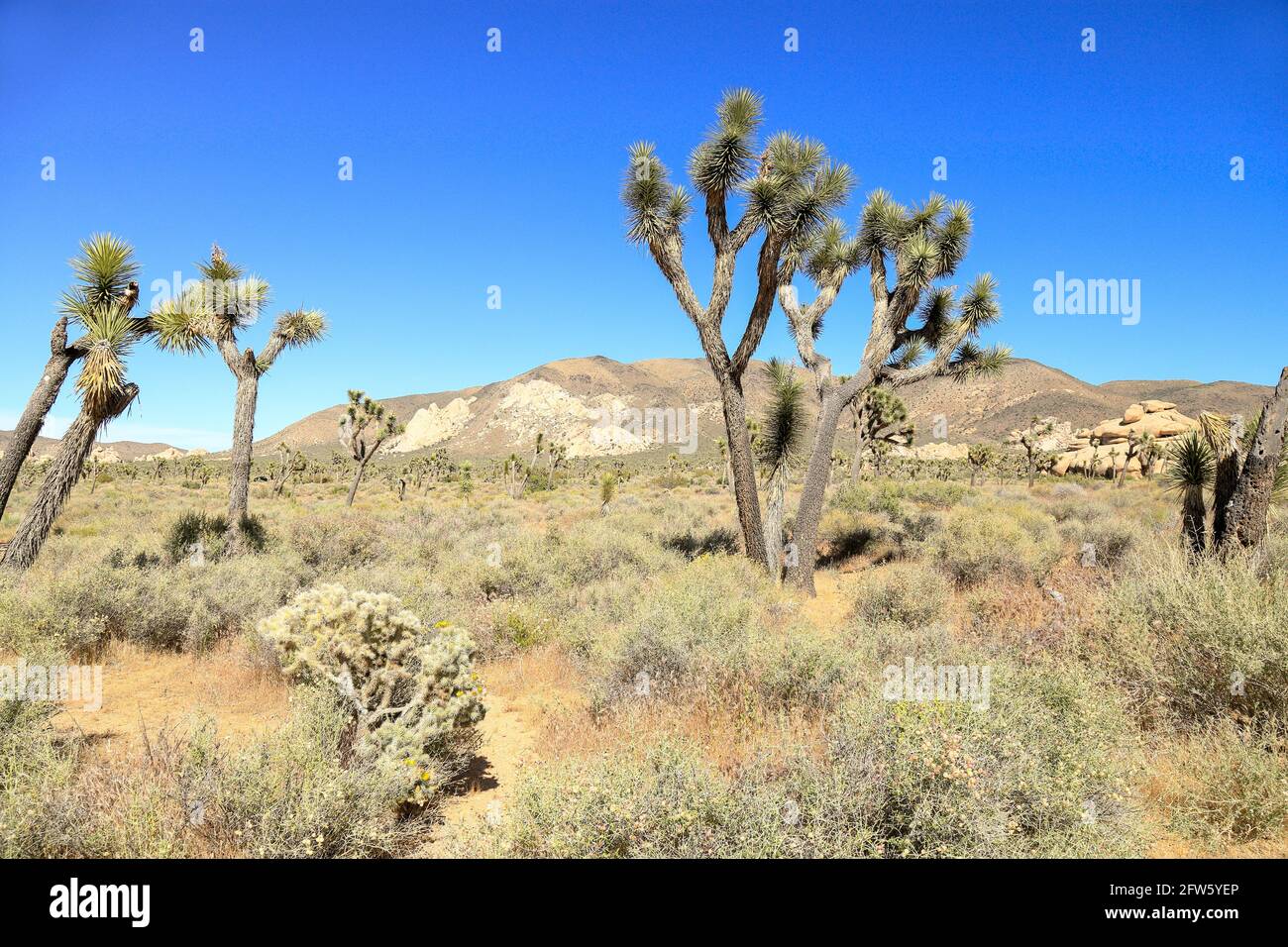 A field of Joshua trees on a desert at Joshua tree national park Stock ...