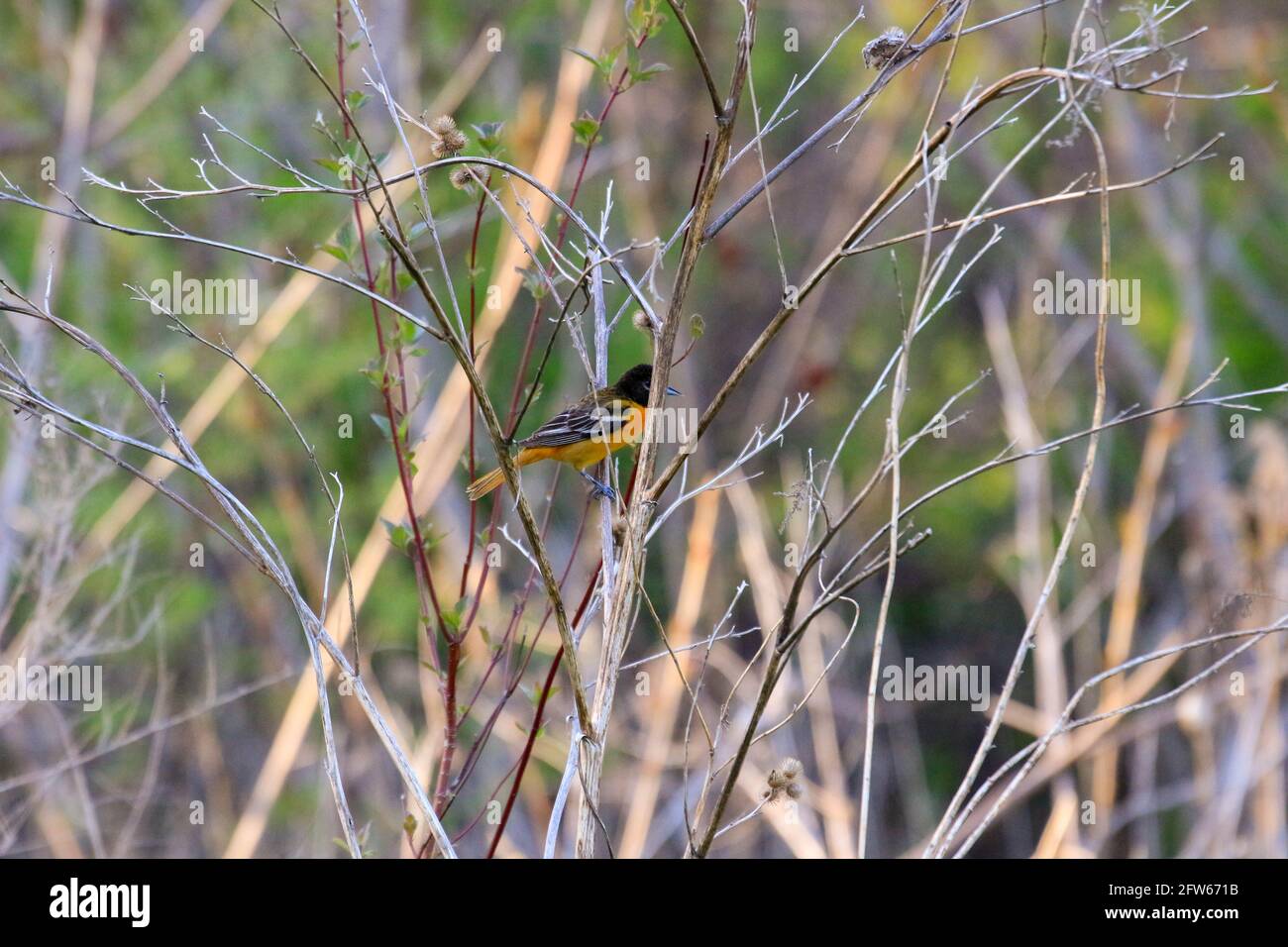 The unmistakably stunning Male Baltimore Oriole Stock Photo - Alamy