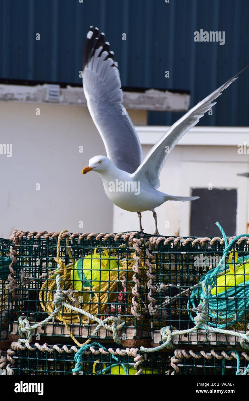 Seagull taking flight Stock Photo - Alamy