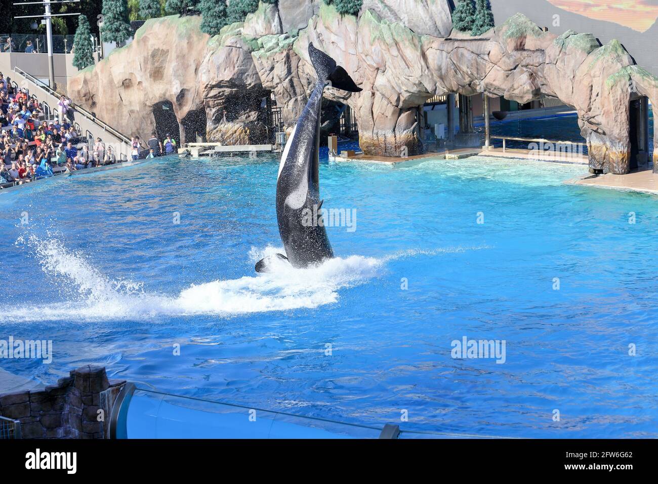 Orca Jumping Backwards