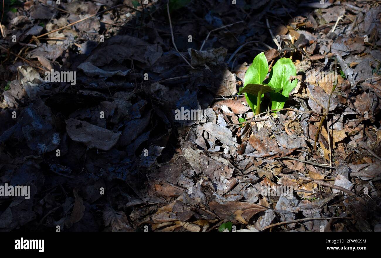 Spring magic is caming back Stock Photo - Alamy