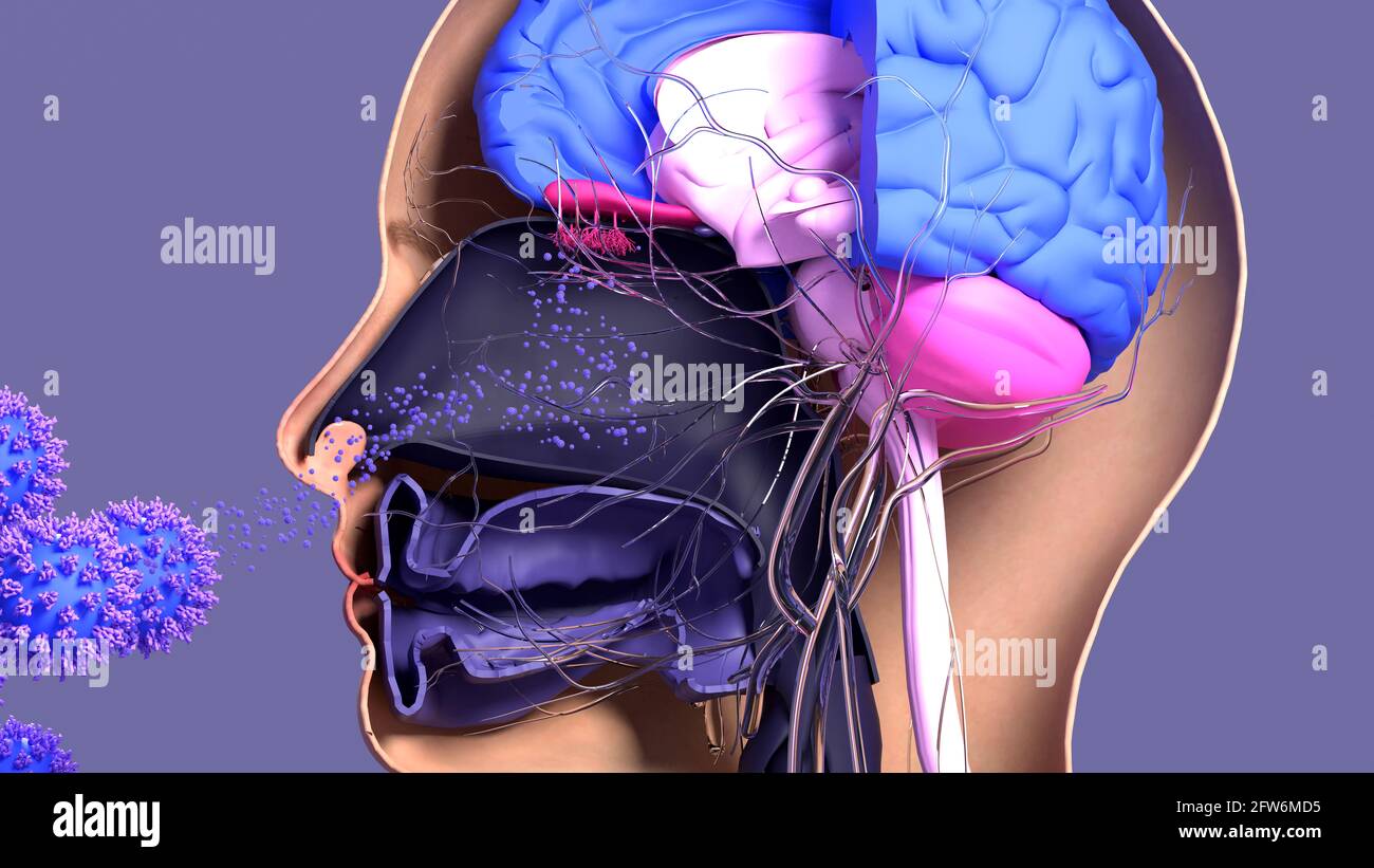 Cribriform Plate In Brain