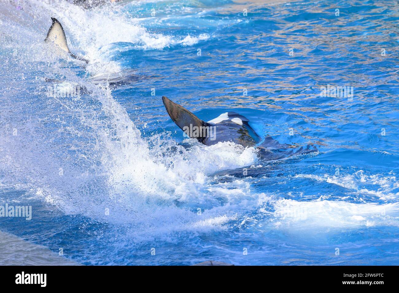 Killer whale flipping around during a show at Sea world, San Diego ...