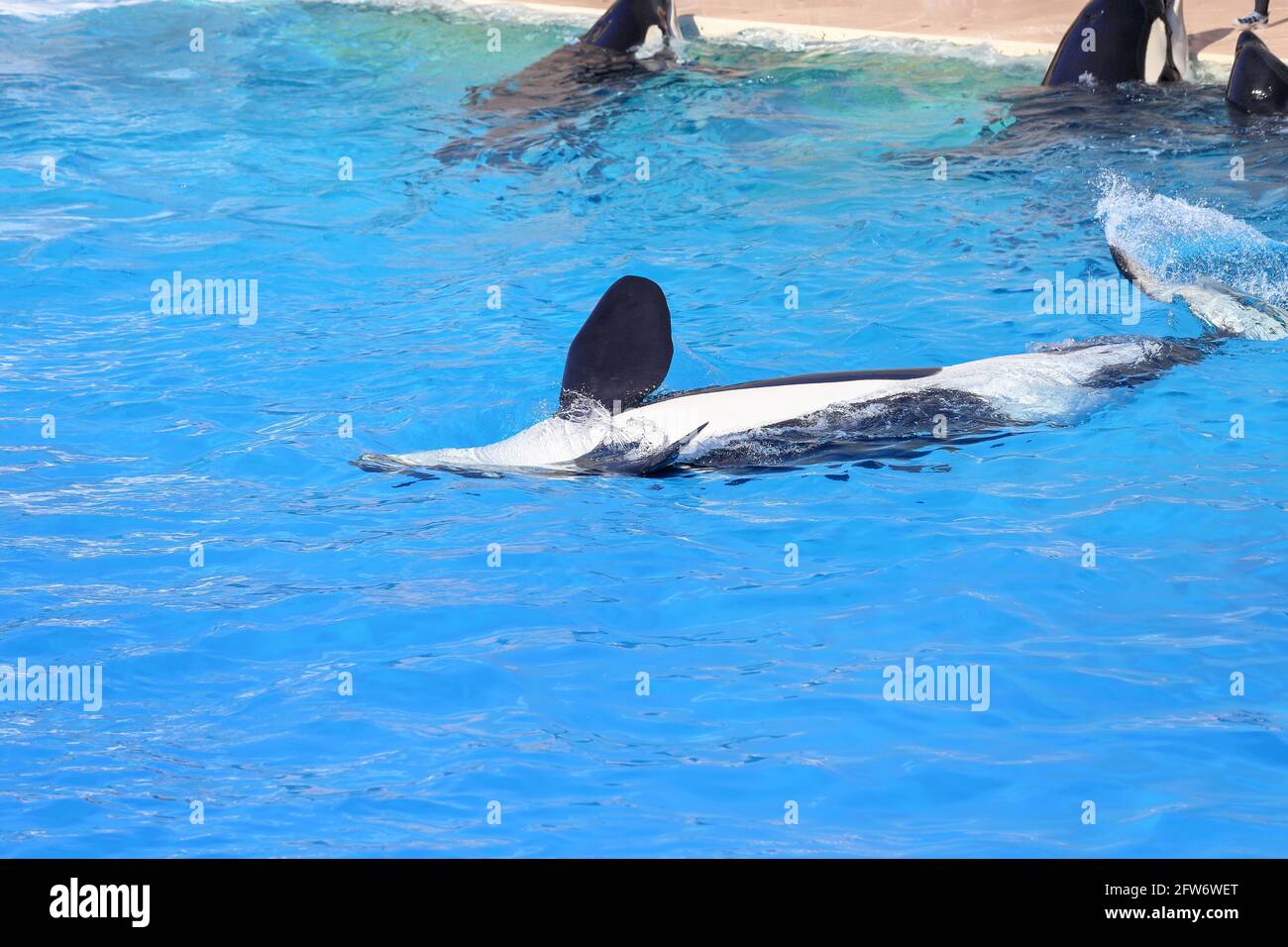 Killer whale flipping around during a show at Sea world, San Diego ...