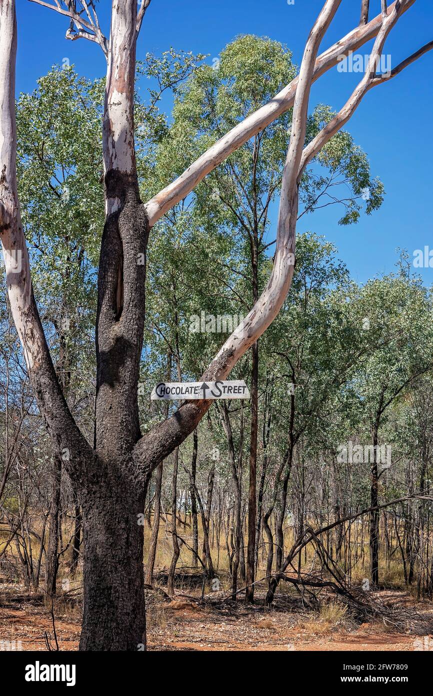 A fun sign on a tree with a made up street name, Chocolate Street ...