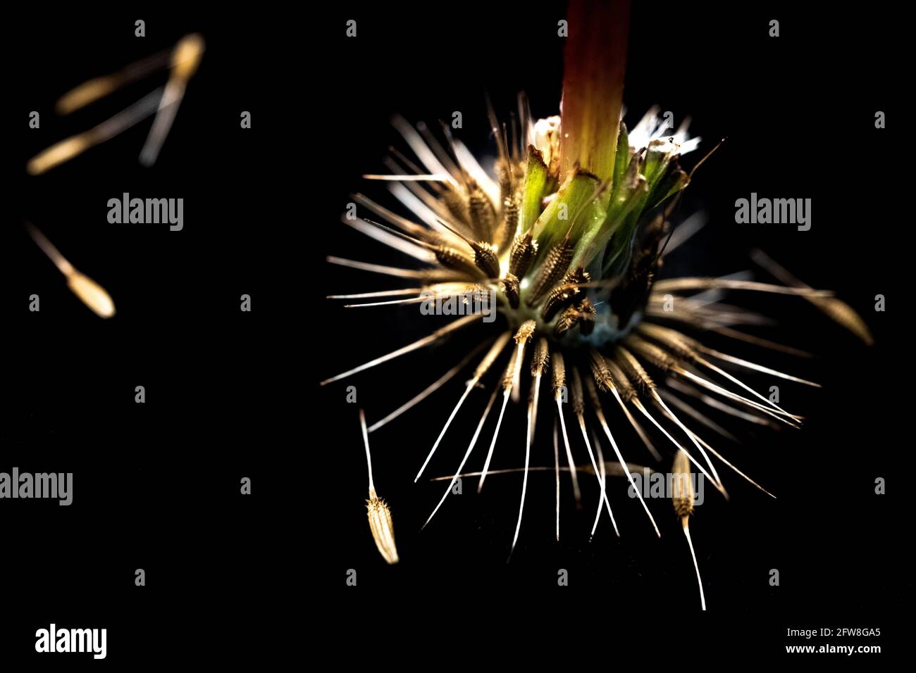 Seeds of change hi-res stock photography and images - Alamy