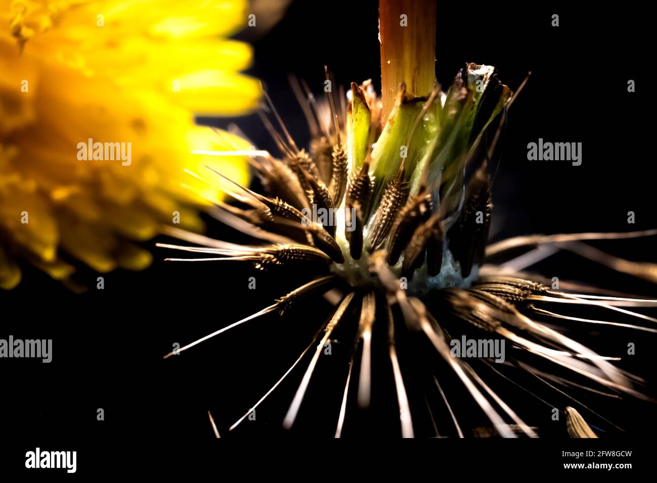 Dandelion Seed Head Upside Down with Yellow Dandelion Flower Head ...