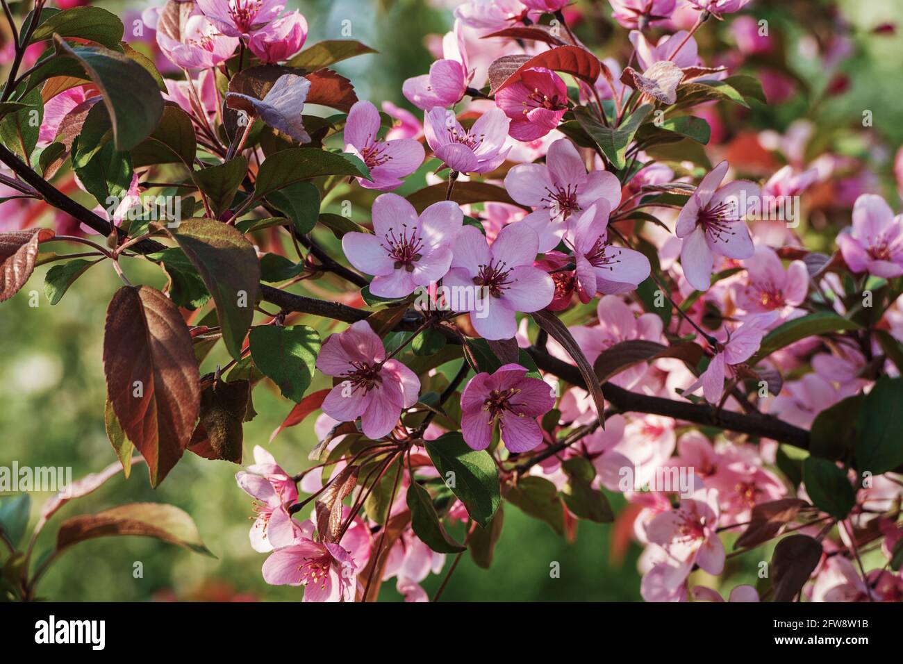 Cherry plum tree blossom in spring garden - Prunus cerasifera Stock ...