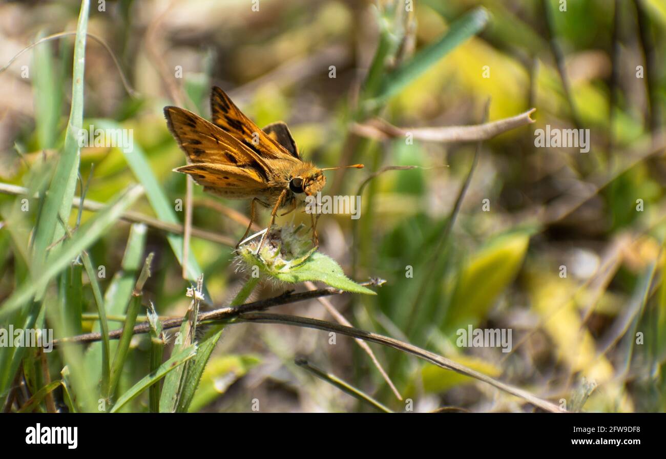 Different species of florida wildlife, including various birds Stock ...