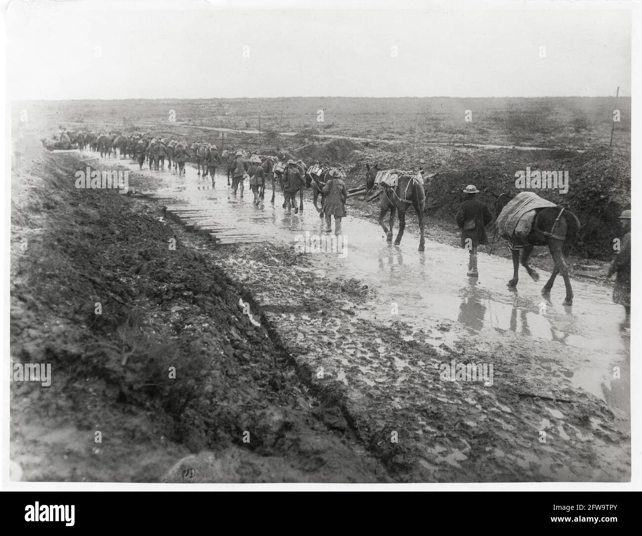 World War One, WWI, Western Front - Pack mules carrying ammunition ...
