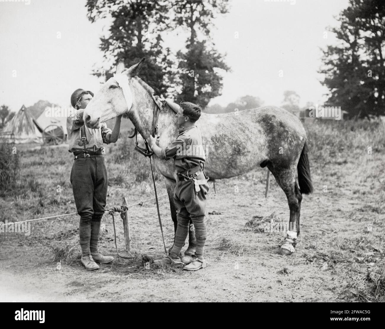World War One, WWI, Western Front - Treating a wounded mule, France ...