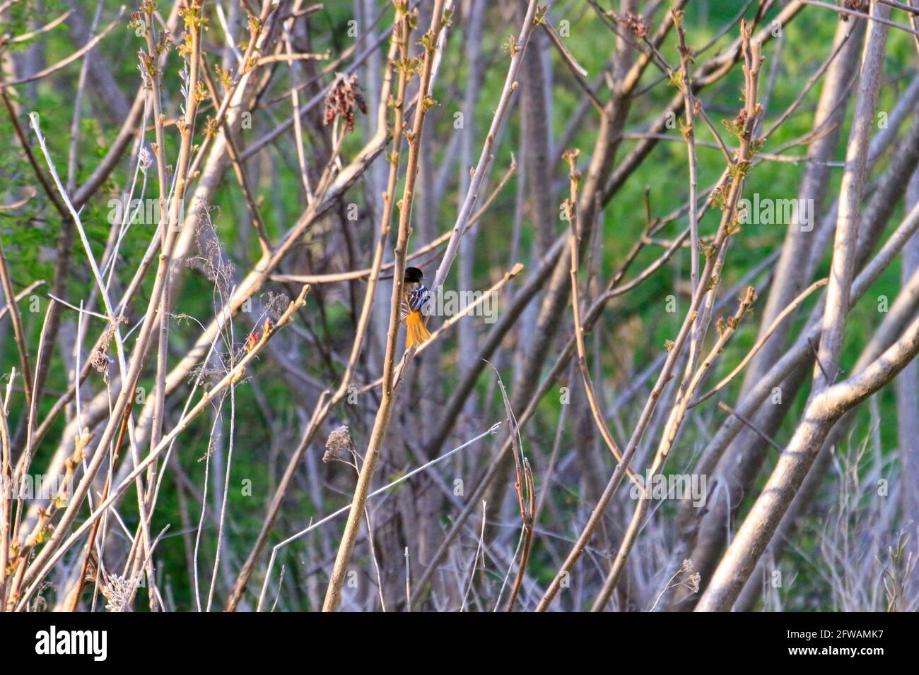 The unmistakably stunning Male Baltimore Oriole Stock Photo - Alamy