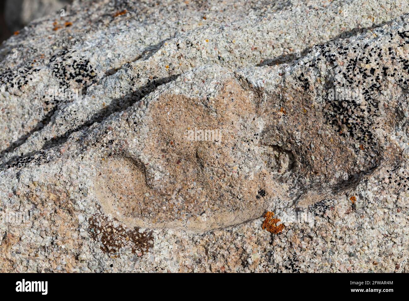 Rhinoceros tracks hi-res stock photography and images - Alamy