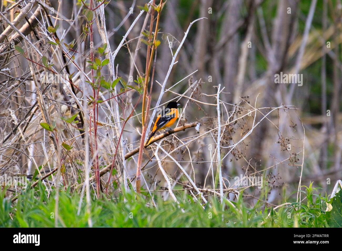 The unmistakably stunning Male Baltimore Oriole Stock Photo - Alamy