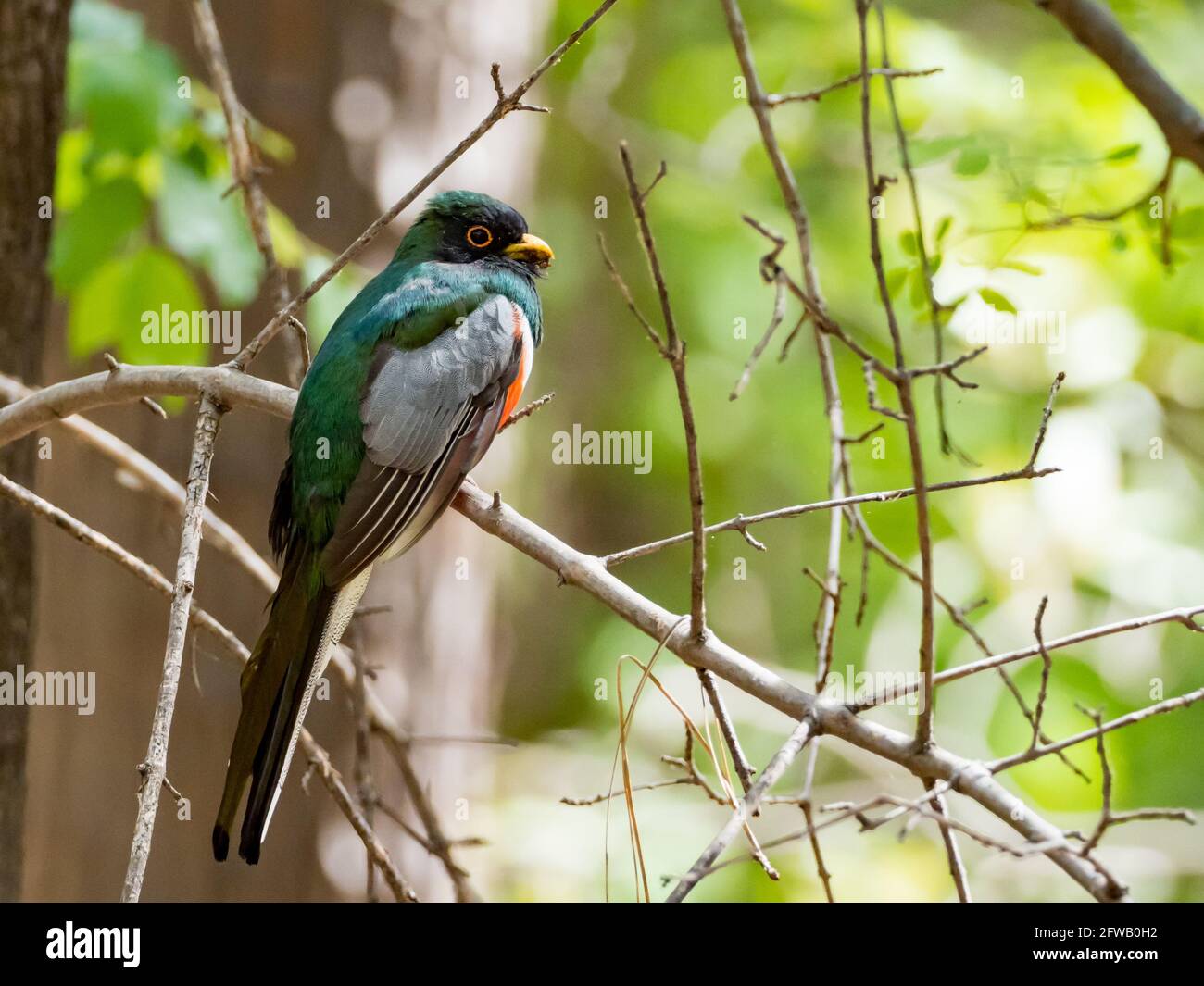 Elegant Trogon, Trogon elegans, in Southeast Arizona, USA Stock Photo ...