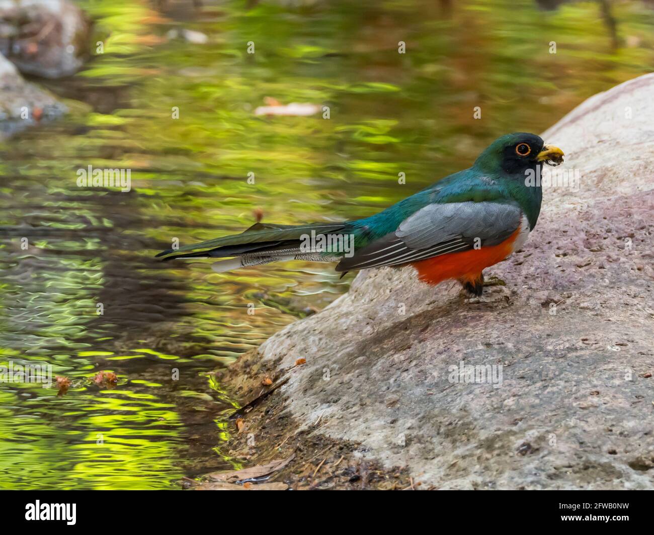 Elegant Trogon, Trogon elegans, in Southeast Arizona, USA Stock Photo ...