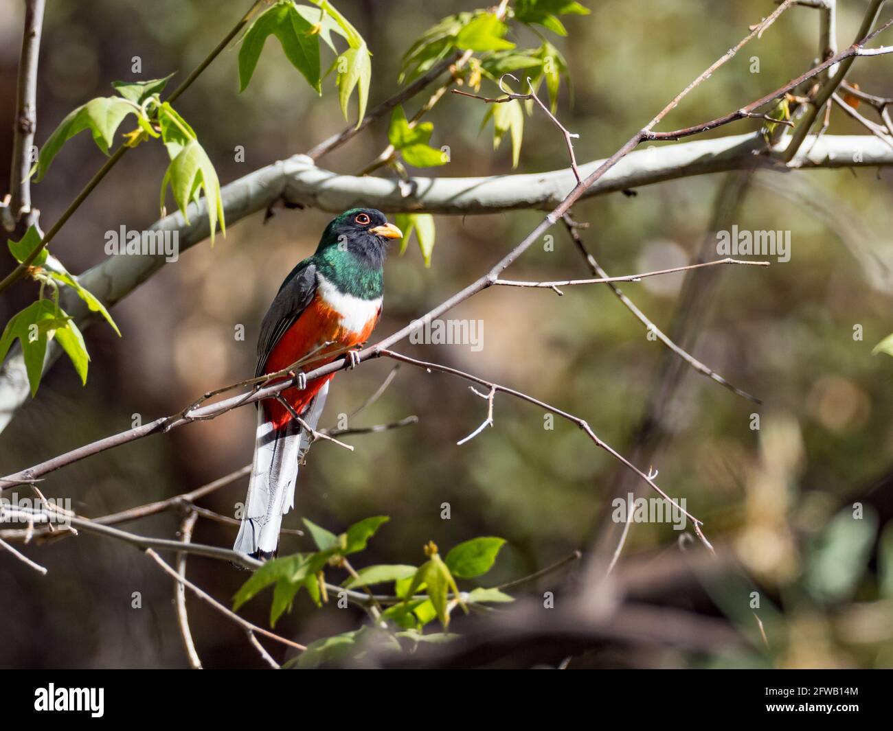 Elegant Trogon, Trogon elegans, in Southeast Arizona, USA Stock Photo ...