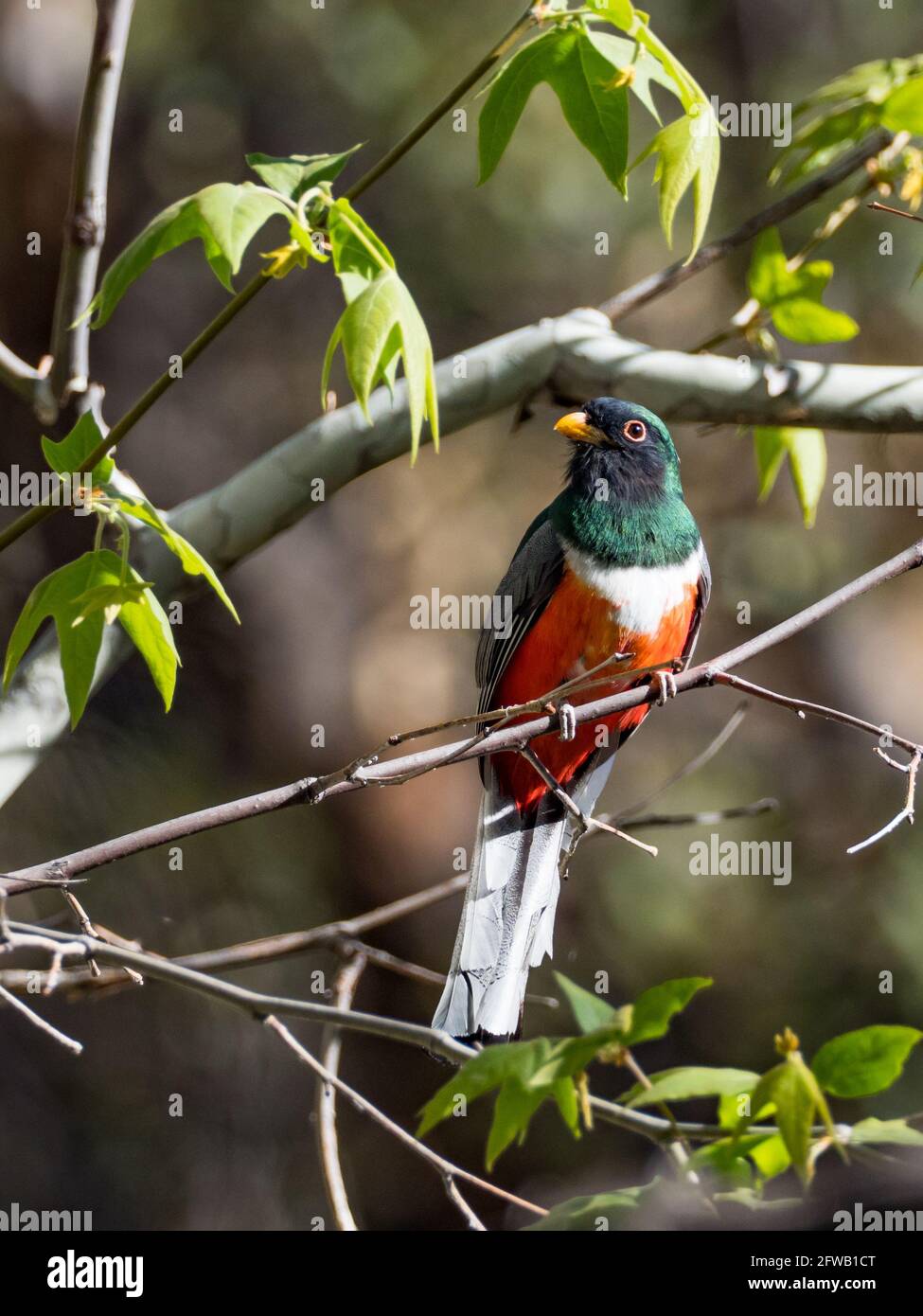 Elegant Trogon, Trogon elegans, in Southeast Arizona, USA Stock Photo ...