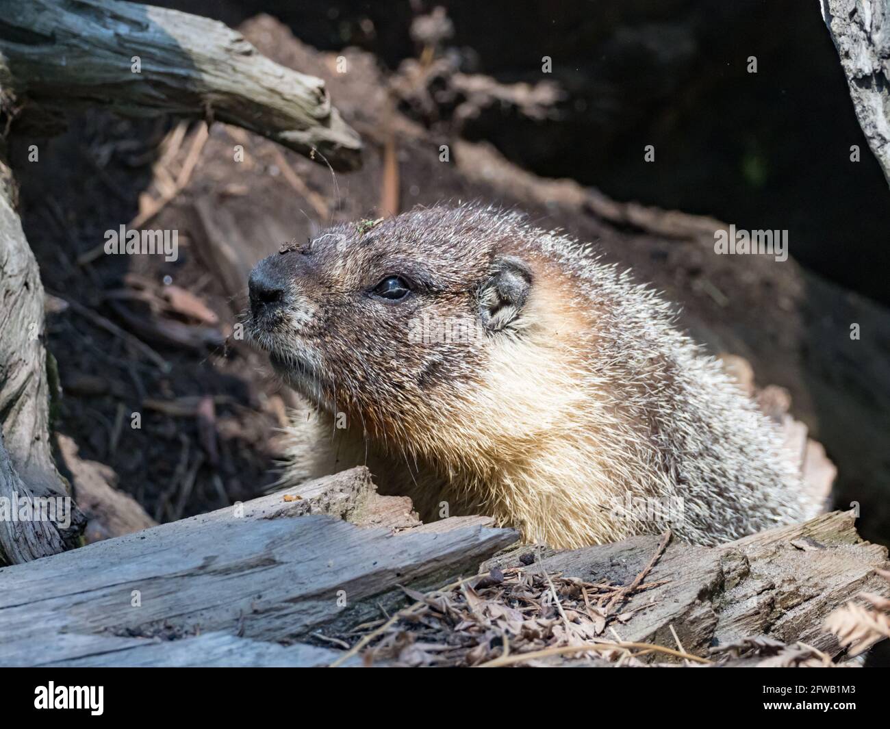 The yellow-bellied marmot, Marmota flaviventris, in Sequoia National ...