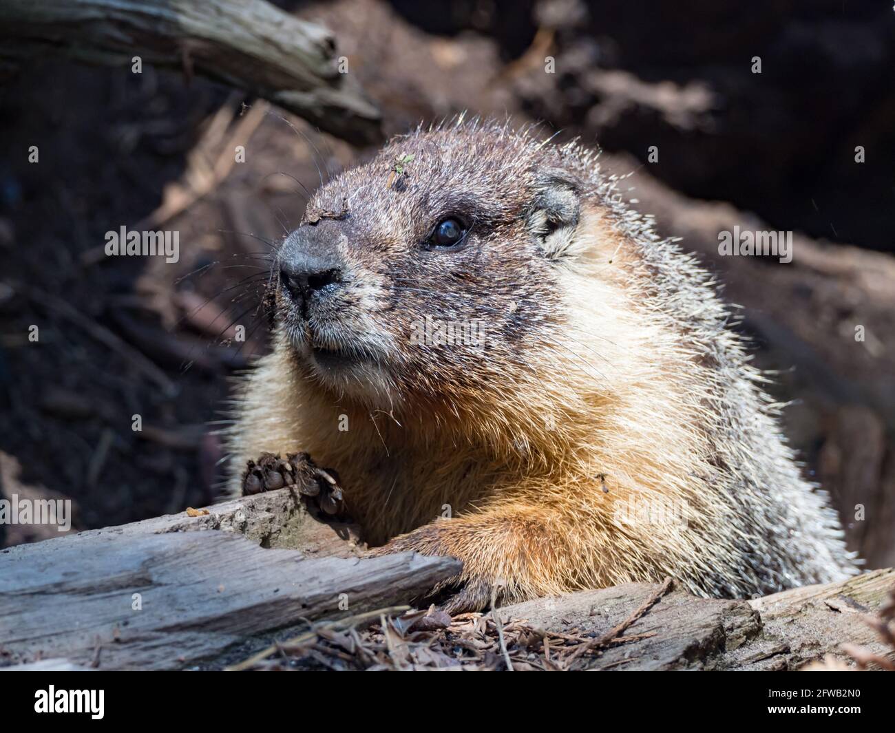 The yellow-bellied marmot, Marmota flaviventris, in Sequoia National ...