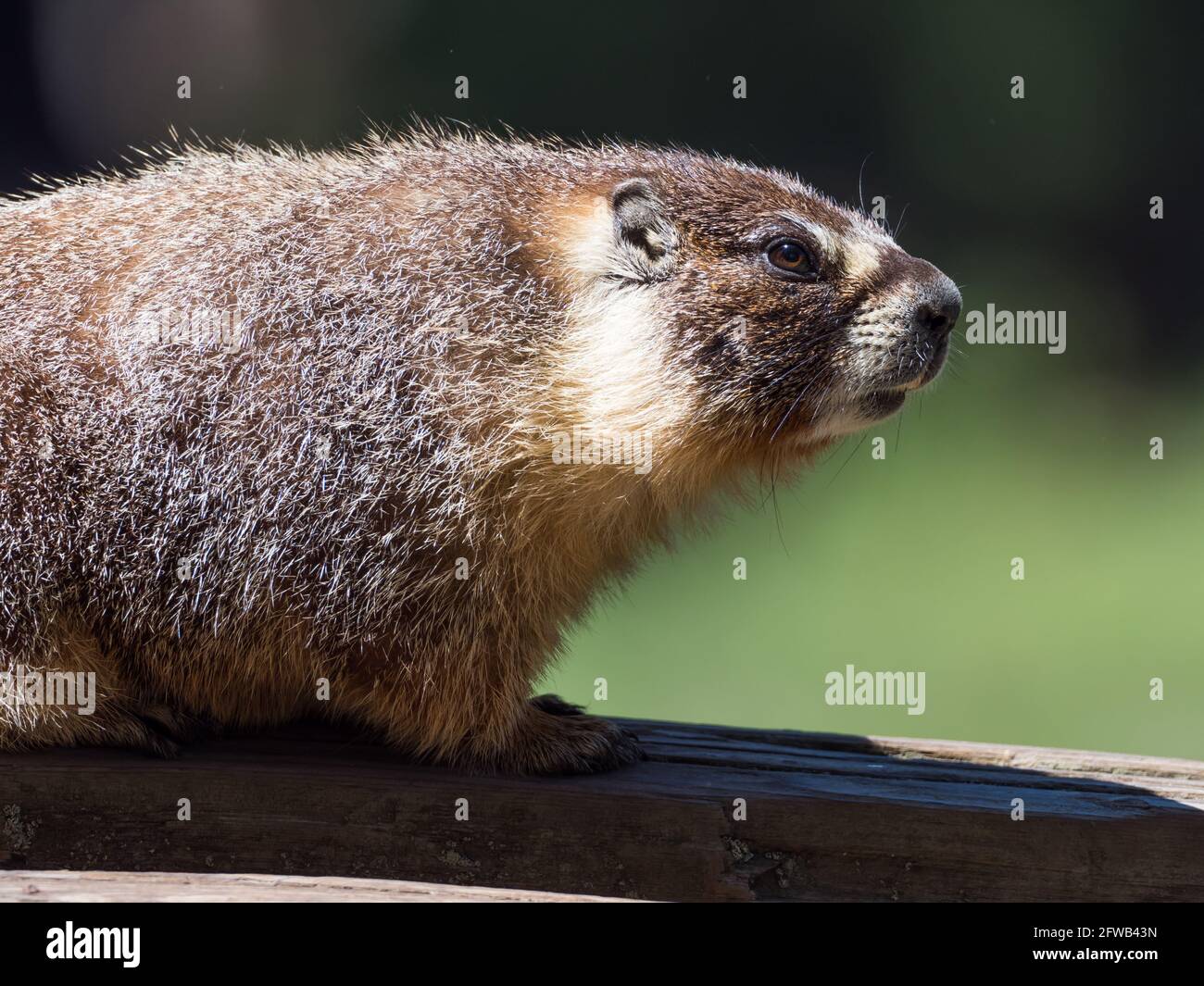 The yellow-bellied marmot, Marmota flaviventris, in Sequoia National ...