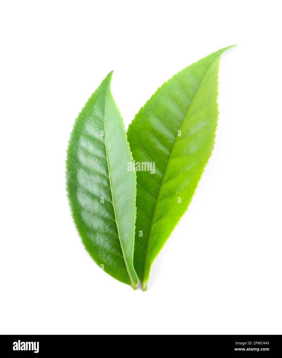 Green tea leaf isolated on white Stock Photo - Alamy