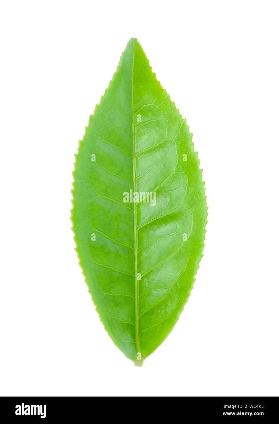 Green tea leaf isolated on white Stock Photo - Alamy