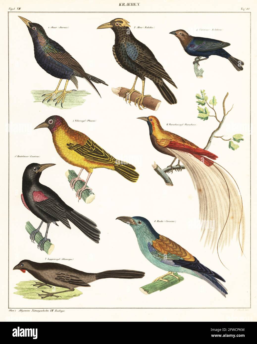 Varieties of exotic birds. Kraehen. 1 starling, Sturnus vulgaris, 2 ...