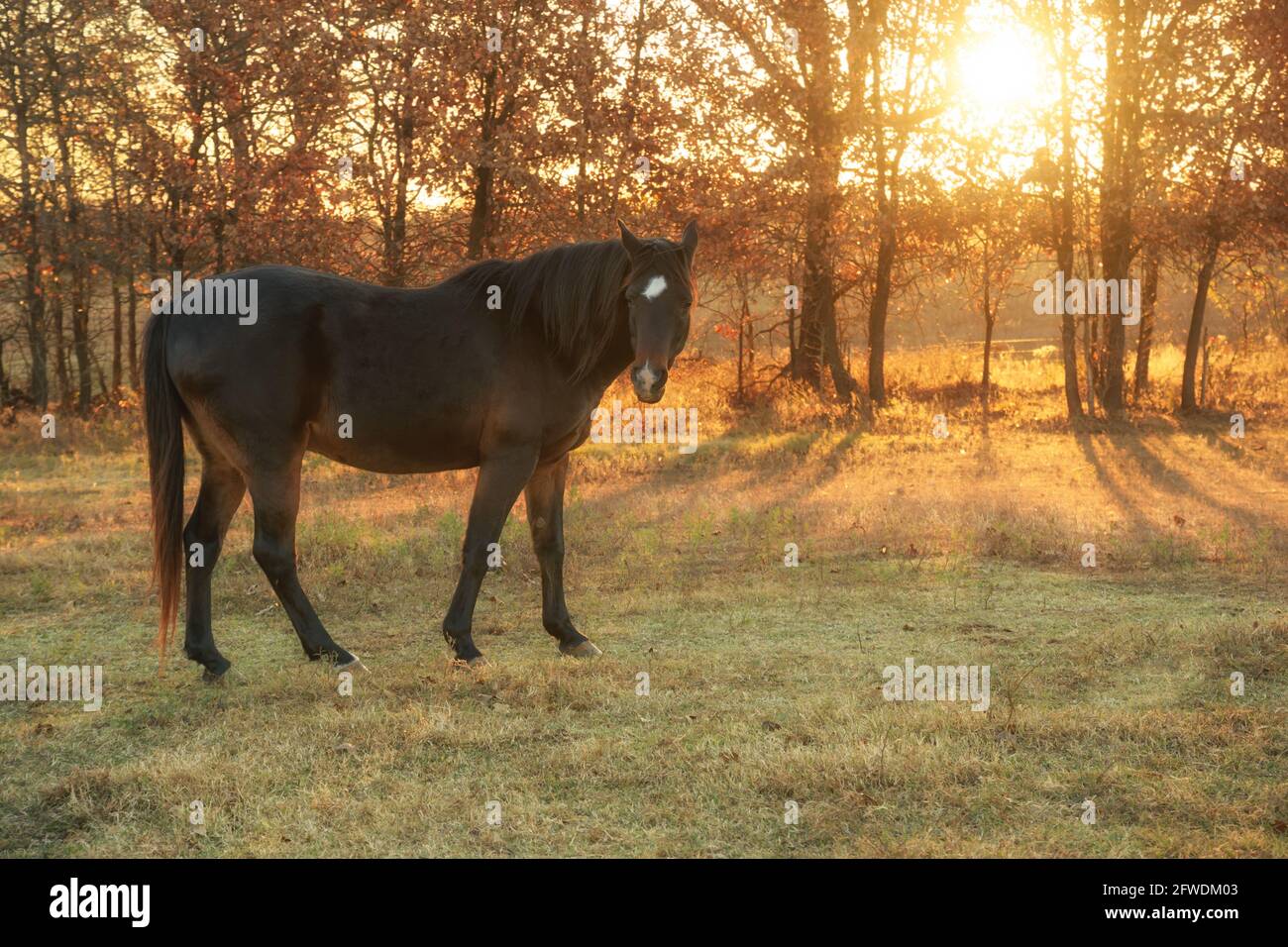Dark bay Arabian horse in pasture on a late fall morning, with light of ...