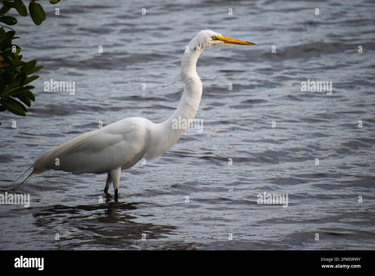 Different species of florida wildlife, including various birds Stock ...