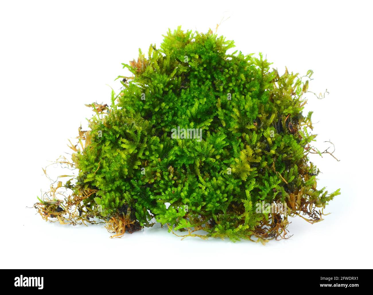 Moss grass forest beautiful green Cut Out Stock Images & Pictures - Alamy