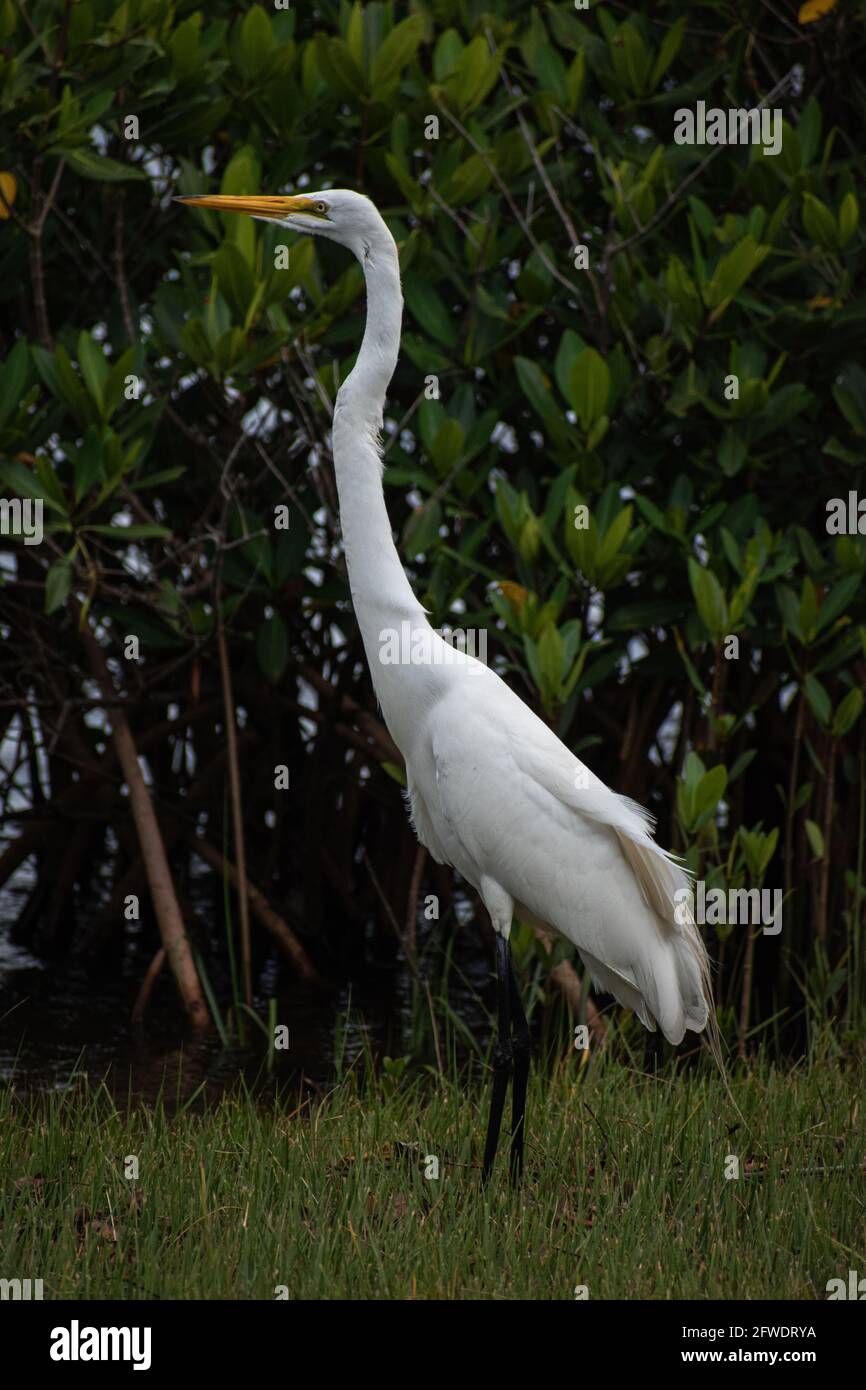 Different species of florida wildlife, including various birds Stock ...