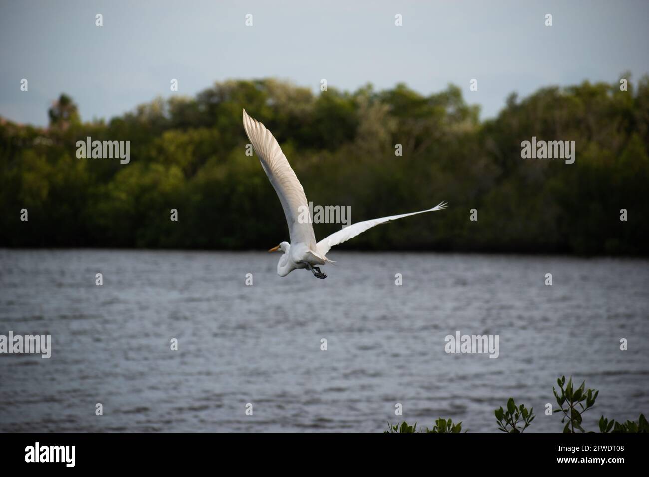 Different species of florida wildlife, including various birds Stock ...