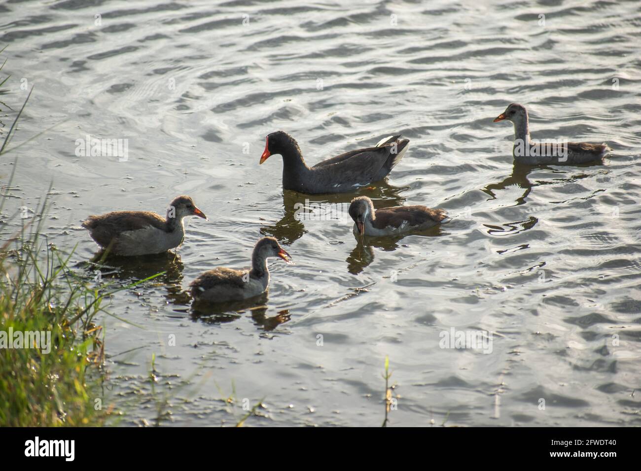Different species of florida wildlife, including various birds Stock ...