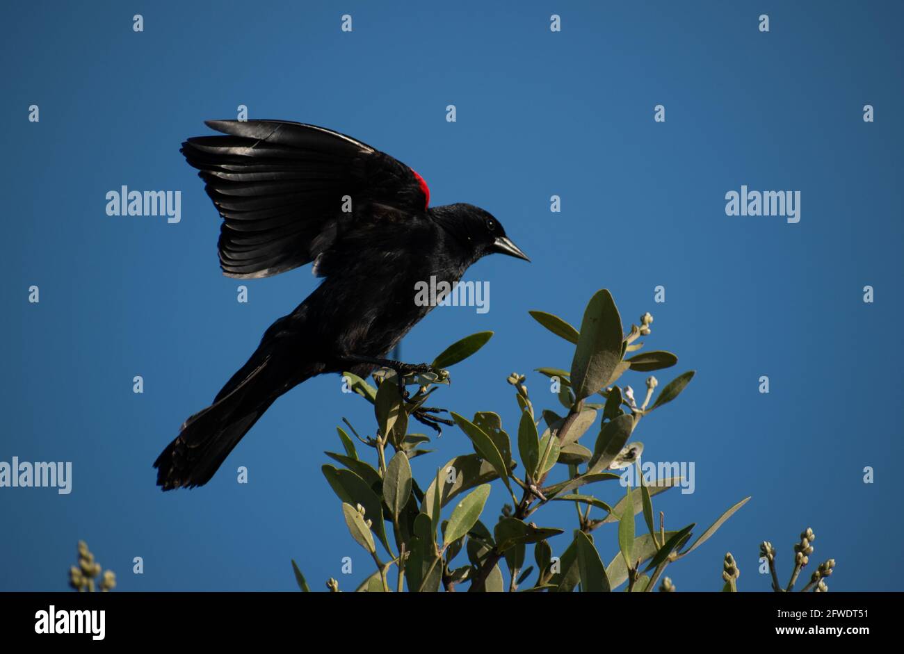 Species of black birds hi-res stock photography and images - Alamy