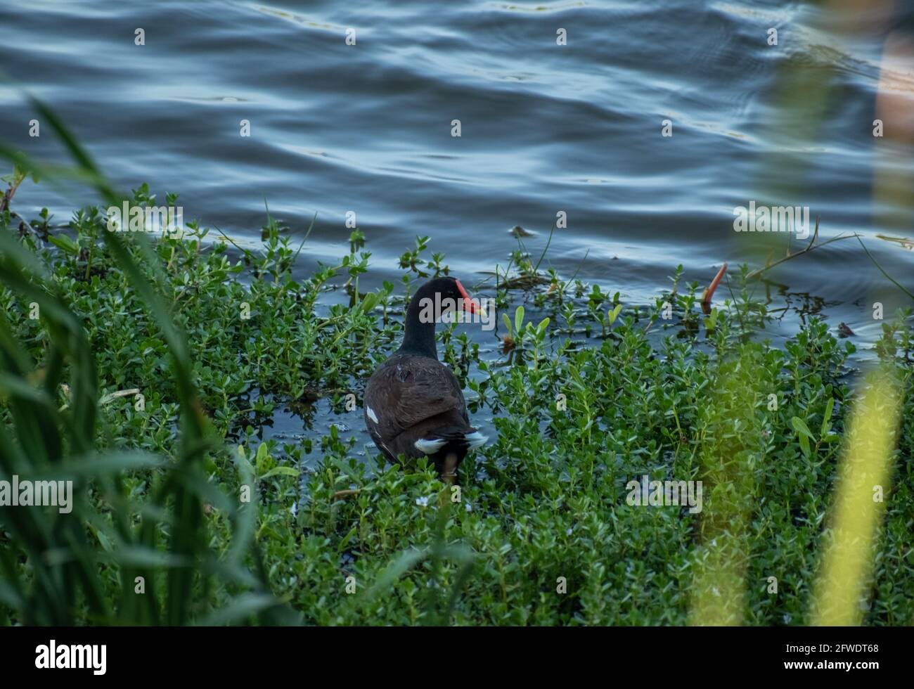 Different species of florida wildlife, including various birds Stock ...