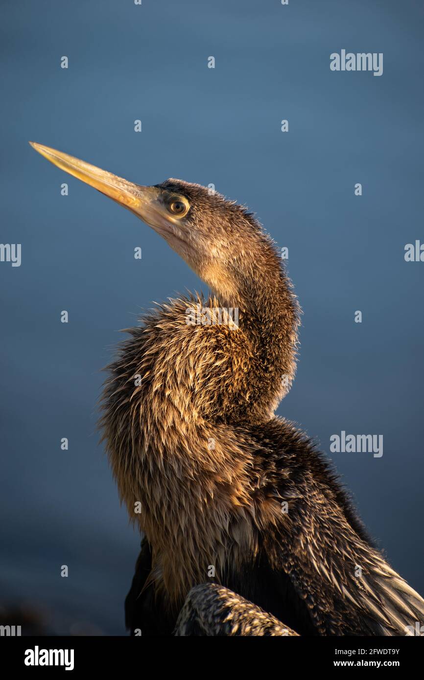 Wildlife photo of an anhinga bird hi-res stock photography and images ...