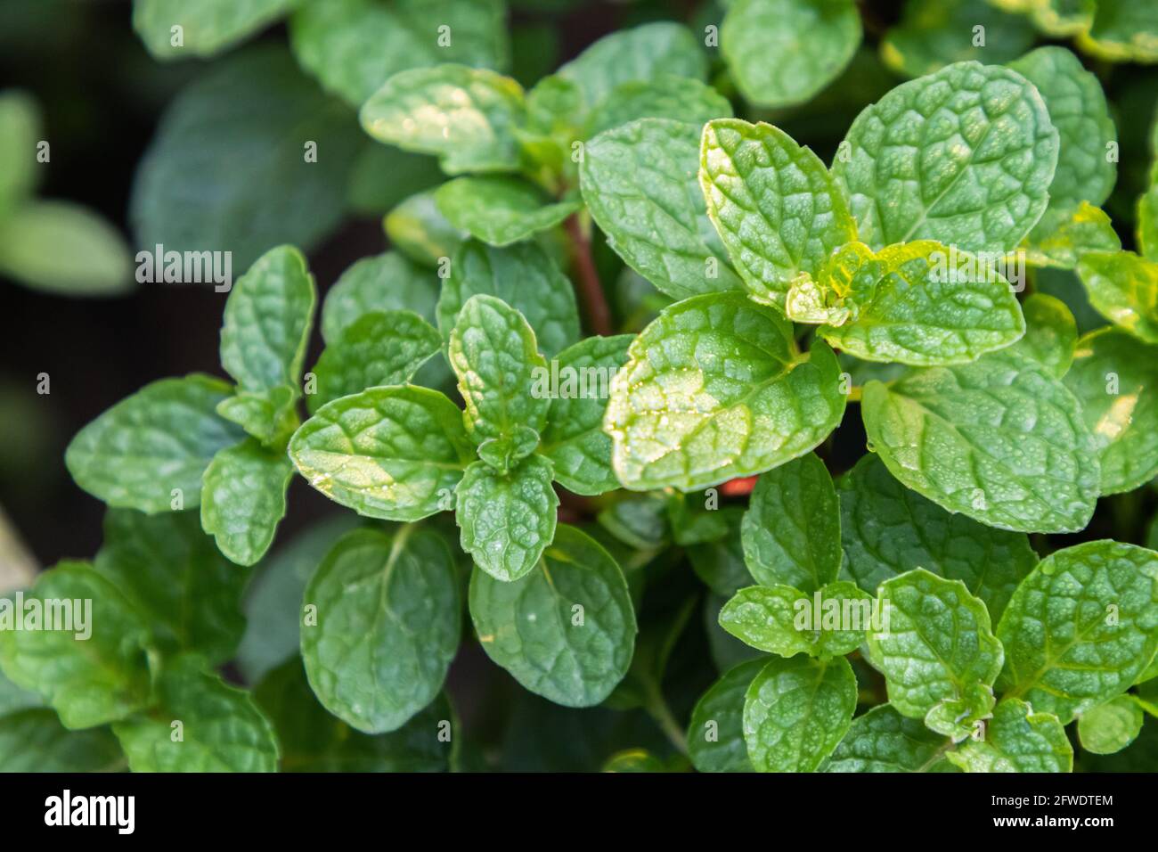 Mint leaves plant grow in organic vegetable garden Stock Photo - Alamy