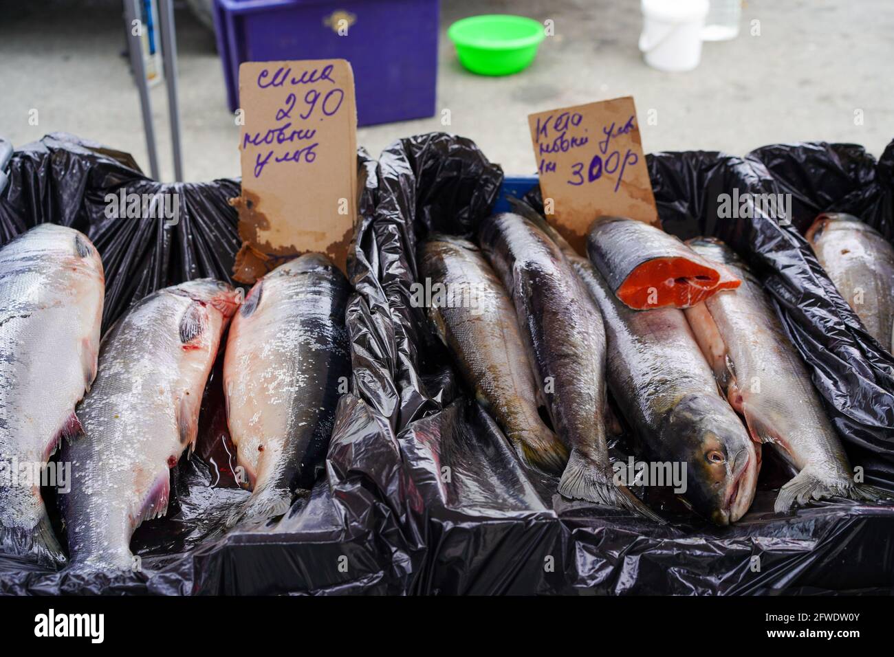 Sale of red fish in the market of Vladivostok, Russia Stock Photo - Alamy
