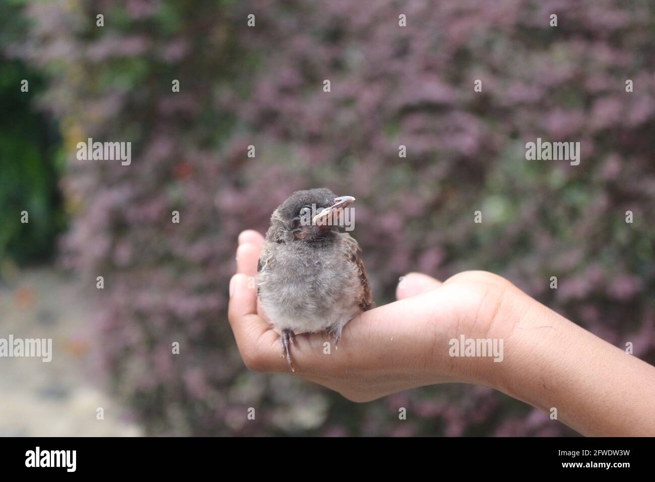 Bird sitting on hand hi-res stock photography and images - Alamy