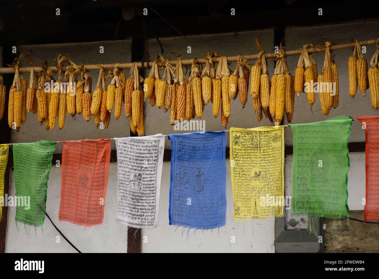 Drying yellow corn hi-res stock photography and images - Alamy