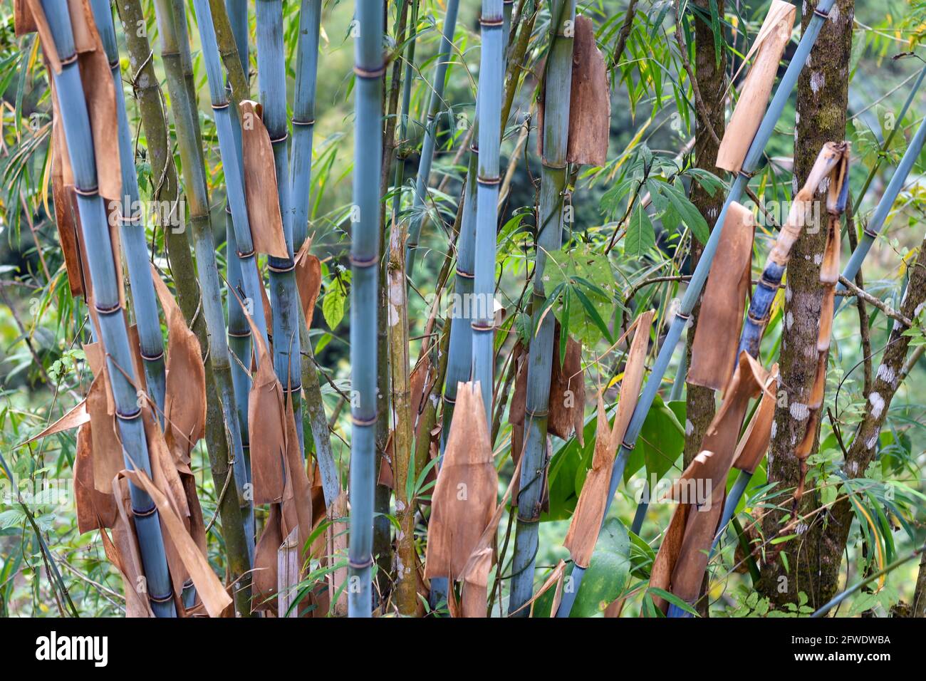 Himalayacalamus hookerianus is commonly called Himalayan Blue Bamboo ...