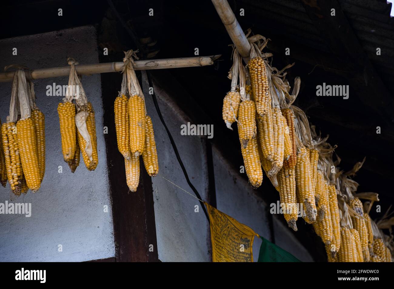 Dry corn stalk hi-res stock photography and images - Alamy
