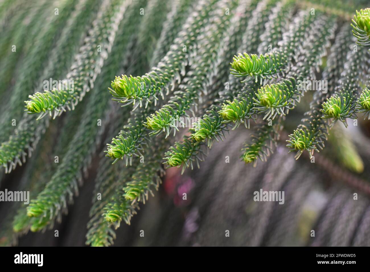 Macro view of green prickly branches of a fur-tree commonly known as ...