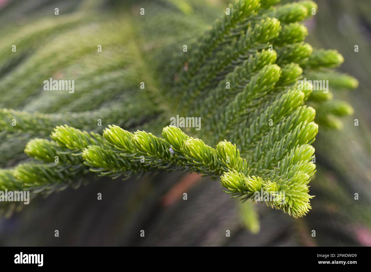 Macro view of green prickly branches of a fur-tree commonly known as ...
