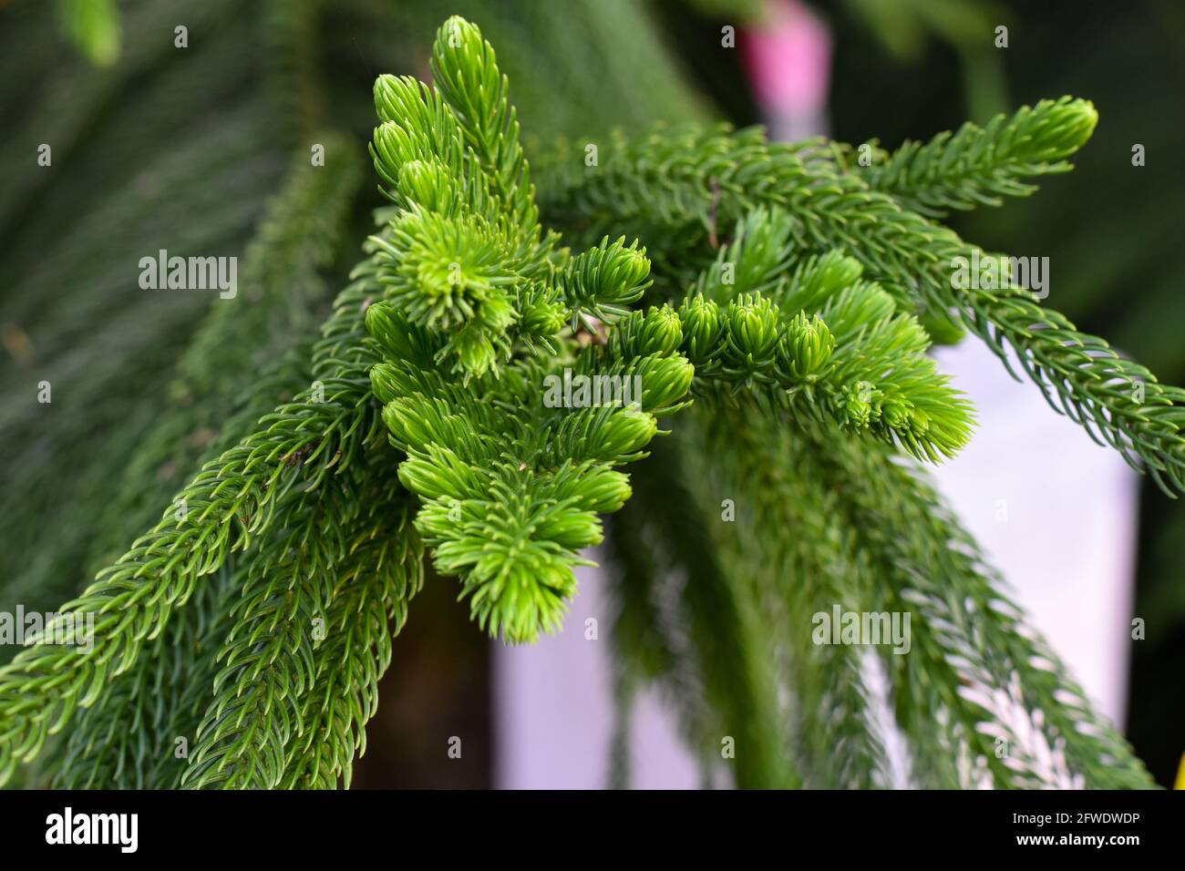 Macro view of green prickly branches of a fur-tree commonly known as ...