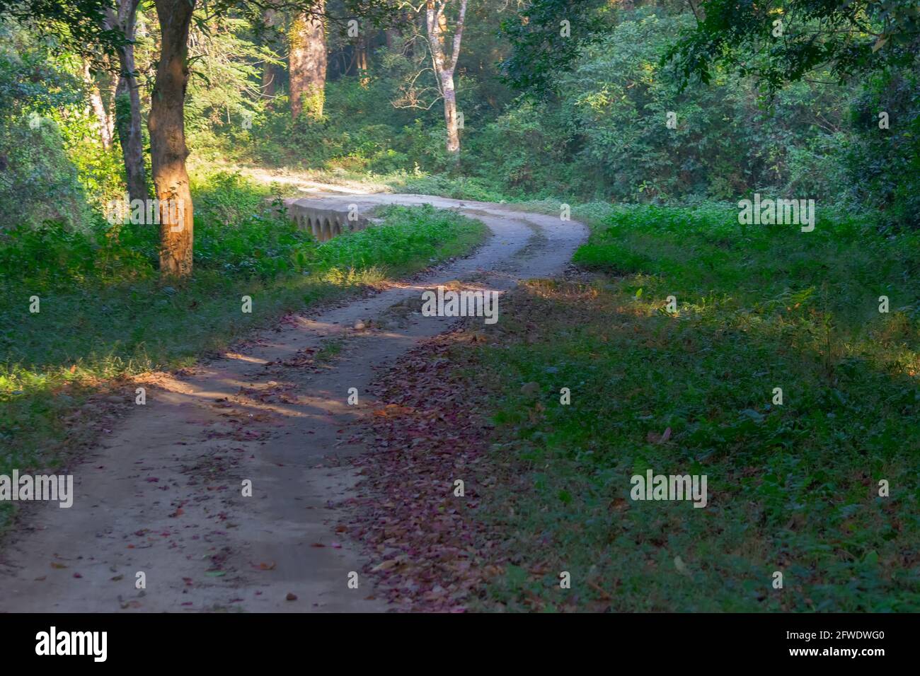 Gorumara national forest hi-res stock photography and images - Alamy
