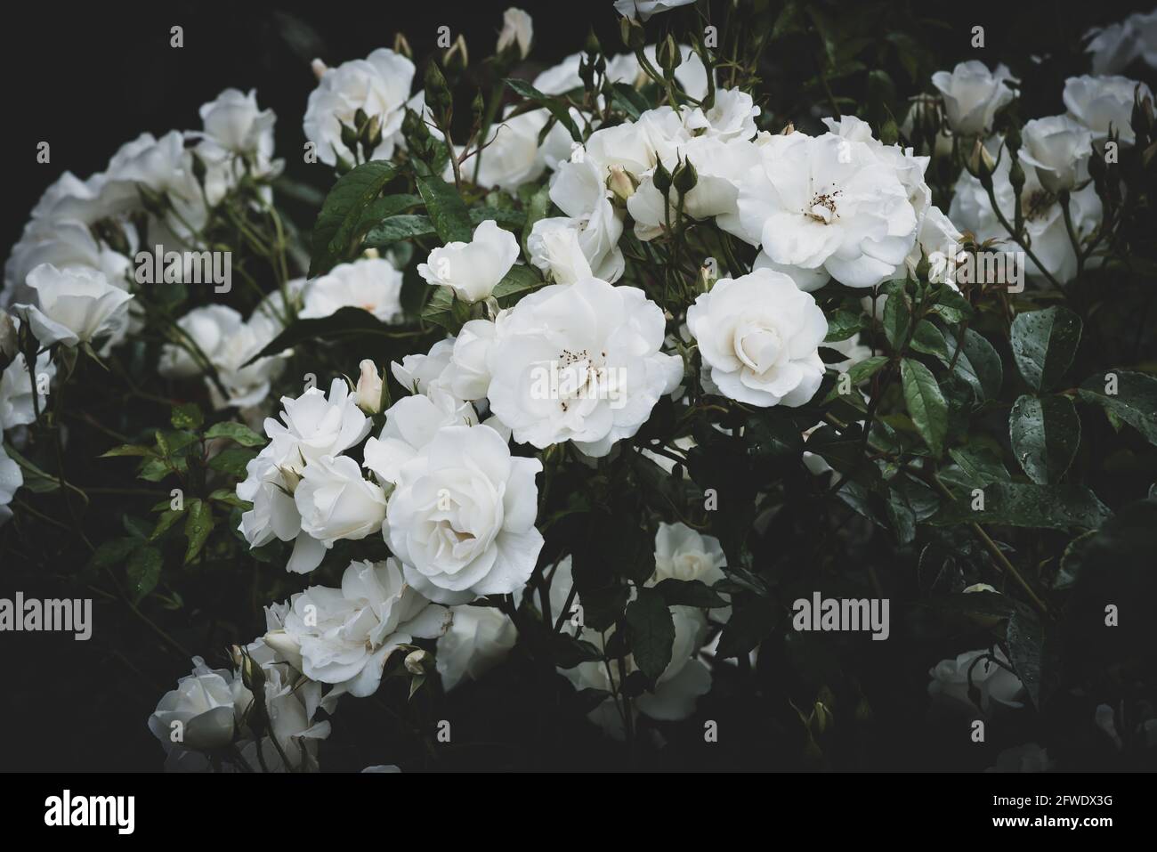 White roses glowing in low evening light in garden Stock Photo - Alamy